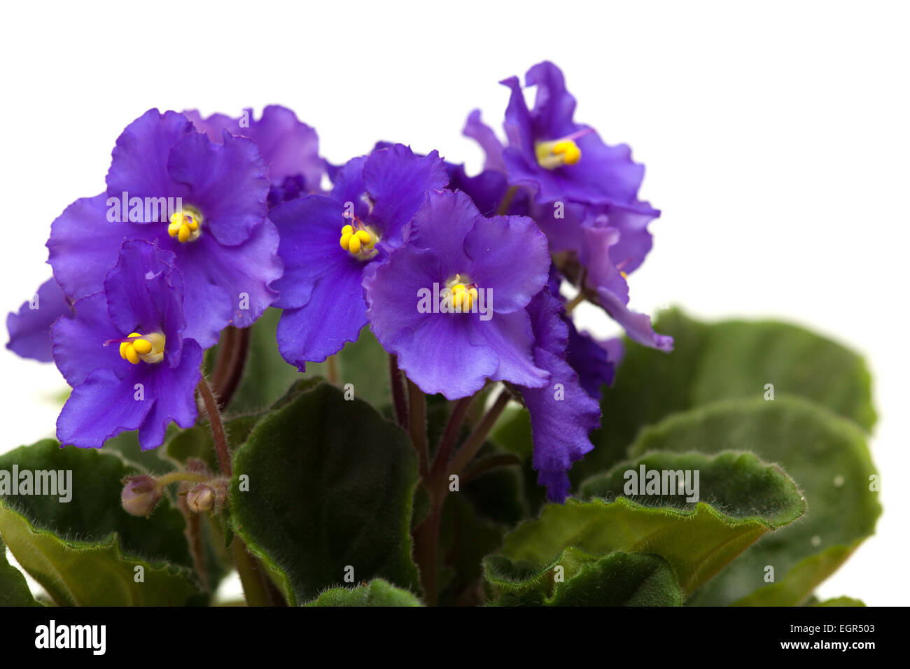 deep purple african violet isolated on white background Stock Photo - Alamy