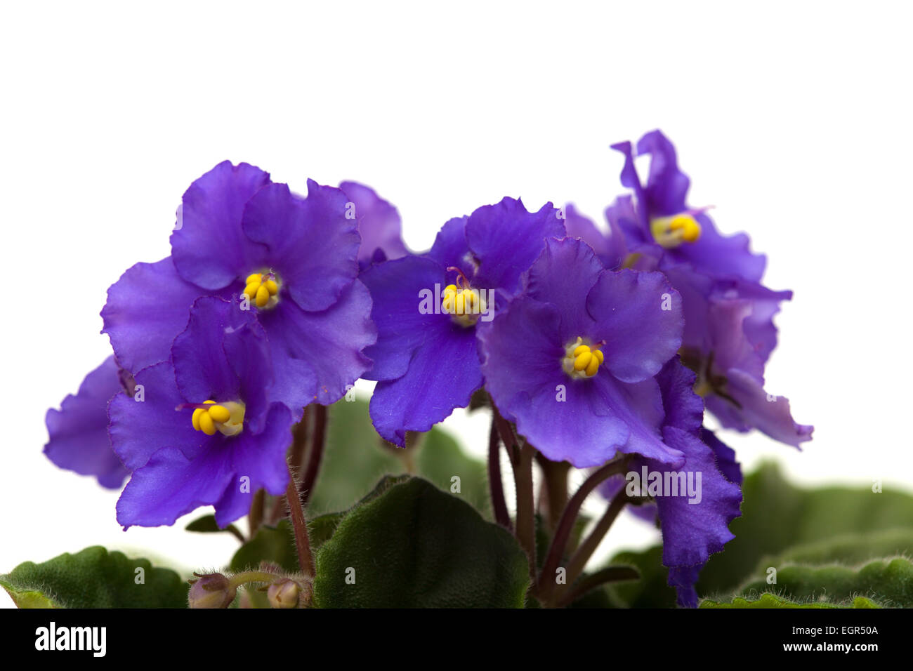deep purple african violet isolated on white background Stock Photo - Alamy