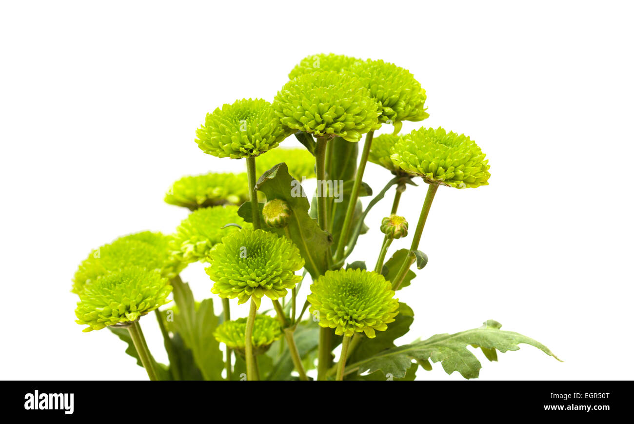 green Chrysanthemum isolated on white background Stock Photo - Alamy
