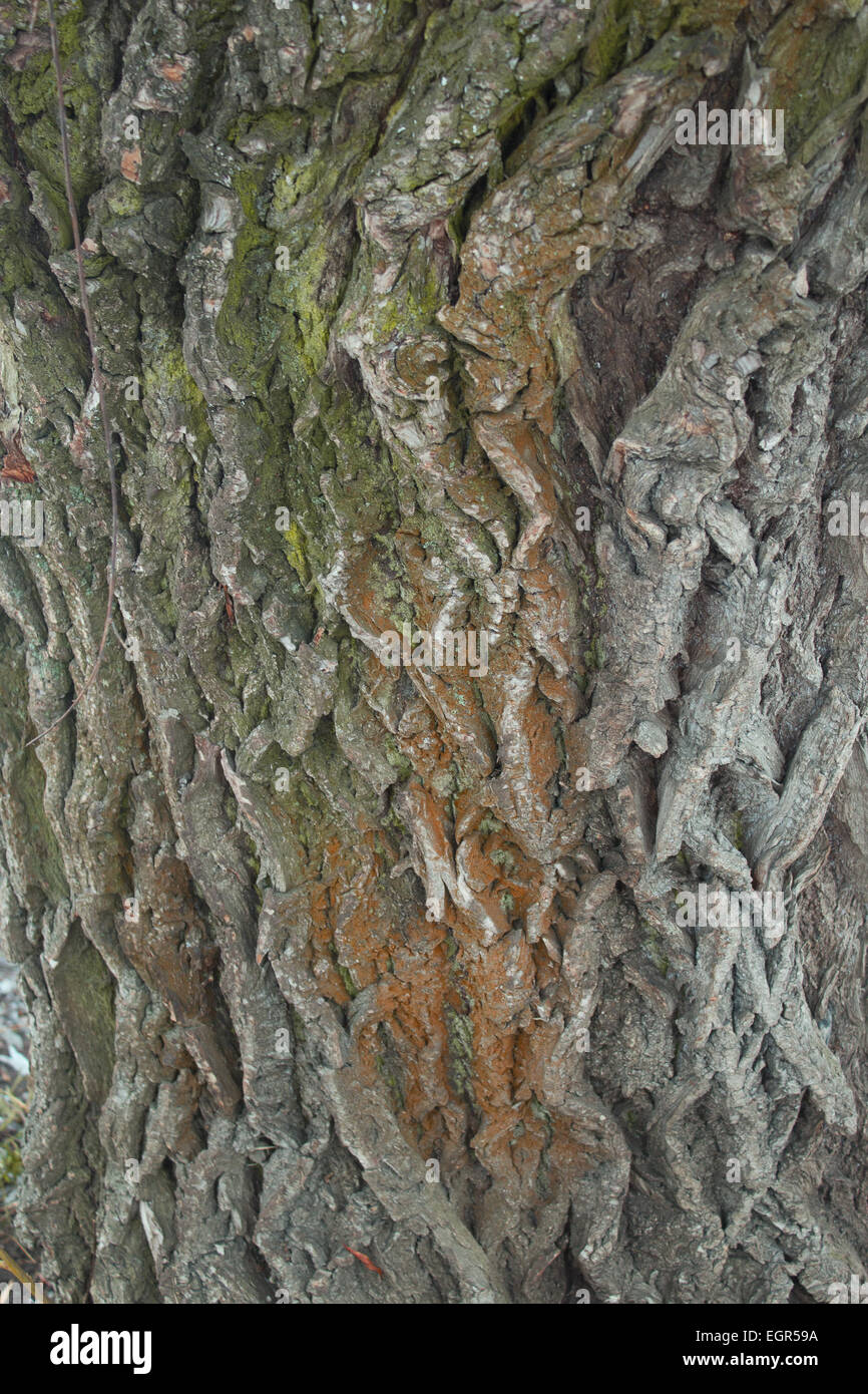 close-up of tree bark, background Stock Photo - Alamy