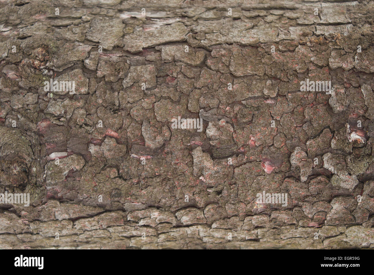 Tree dirty hi-res stock photography and images - Alamy