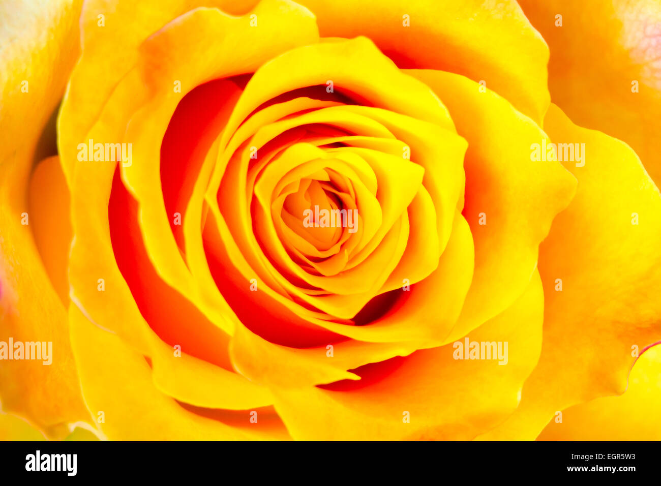 One big flower rose yellow hi-res stock photography and images - Alamy