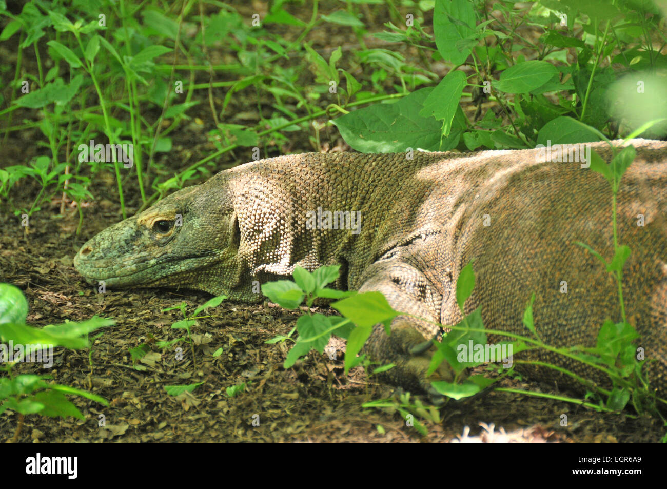 Sleepy lizard hi-res stock photography and images - Alamy