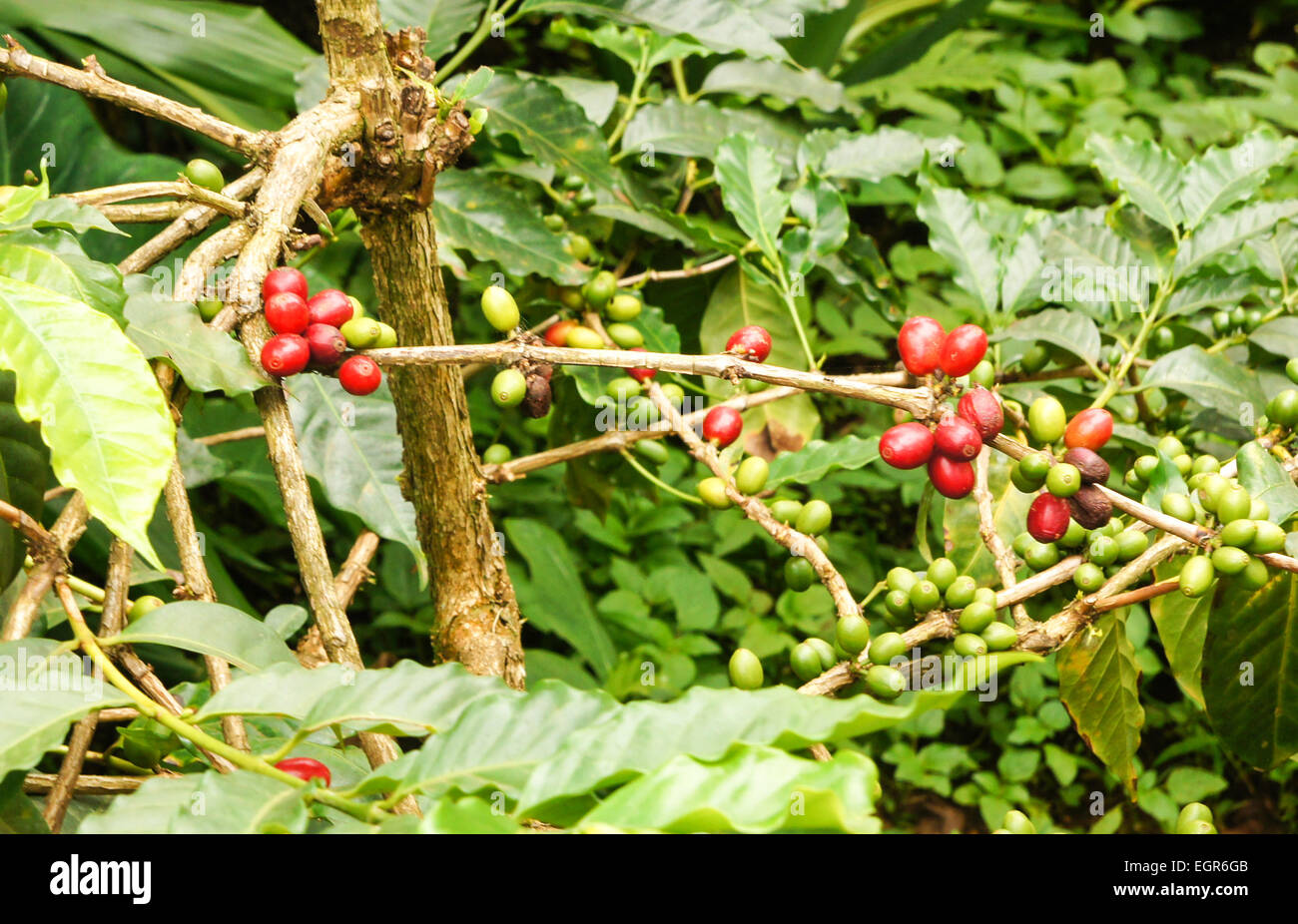 Coffee tanzania kilimanjaro hi-res stock photography and images - Alamy