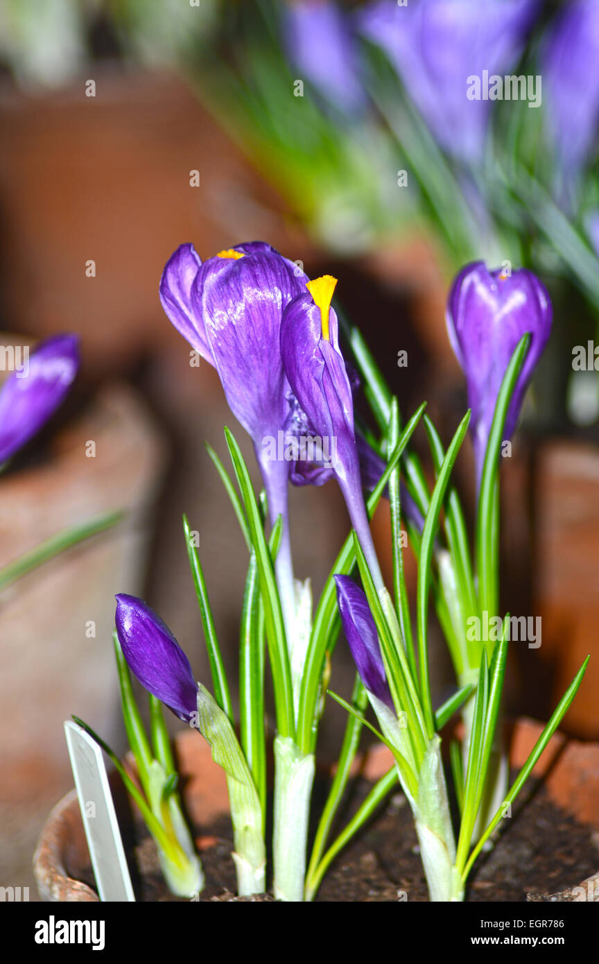 Flowerbed of crocuses hi-res stock photography and images - Alamy