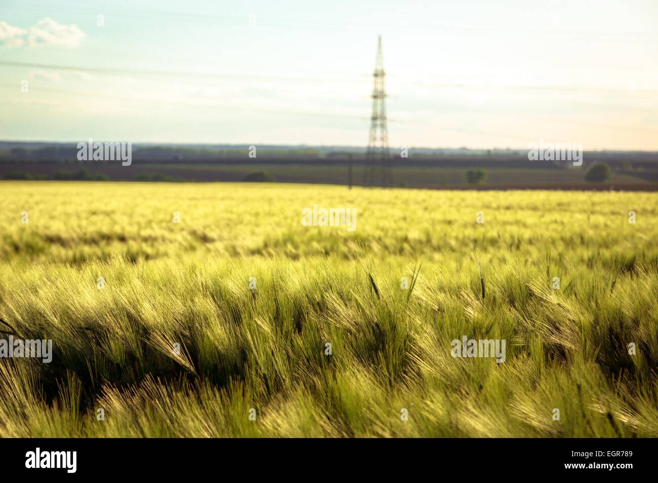 Beautiful plants in a field Stock Photo - Alamy