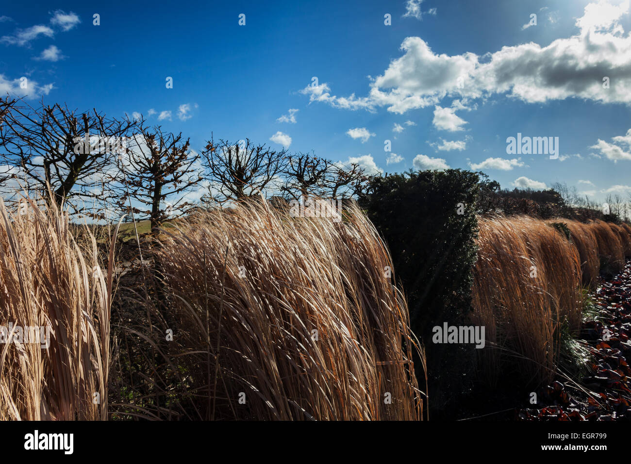 Spring-like Weather at RHS Hyde Hall Stock Photo - Alamy