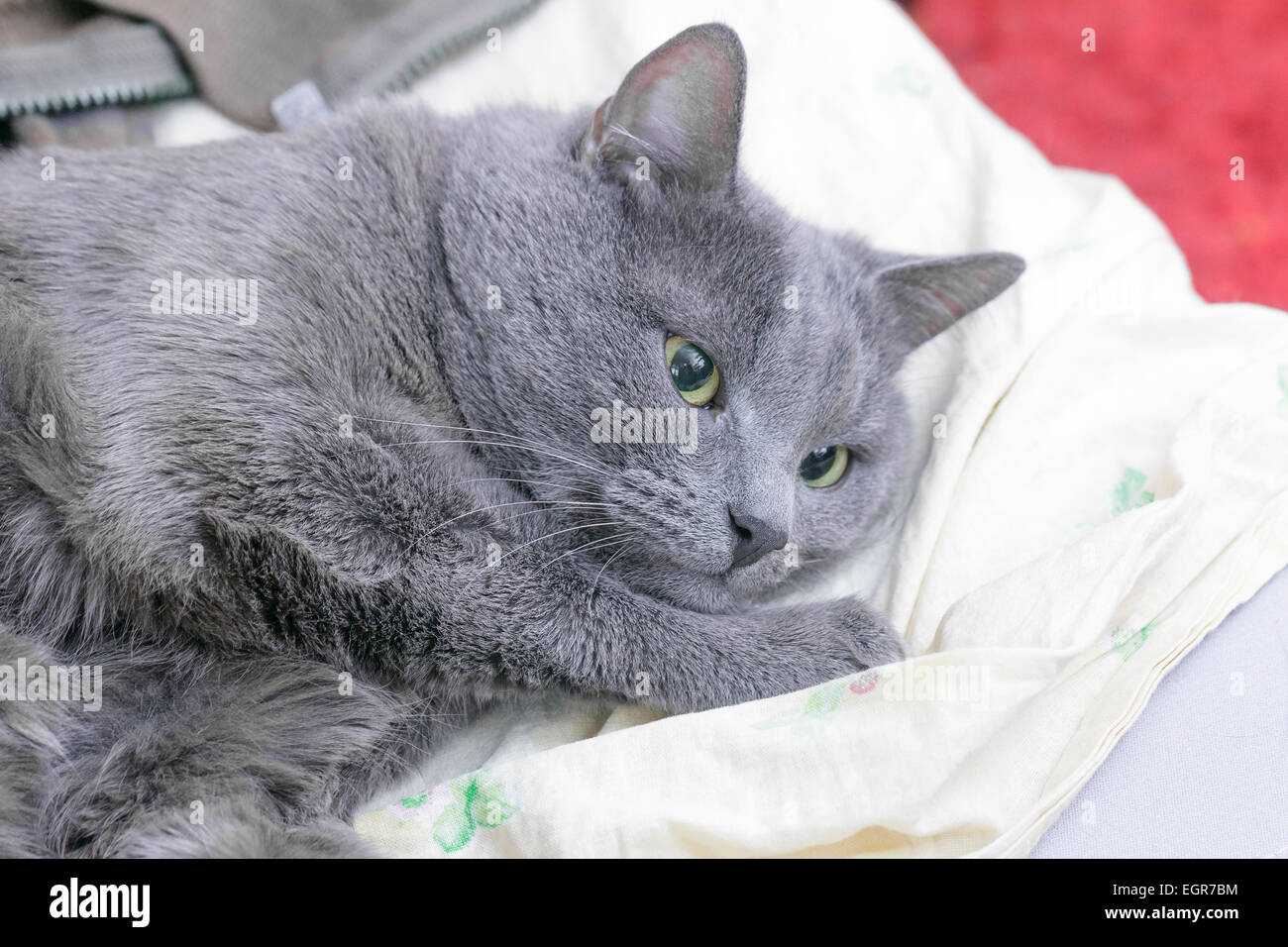 Brooding grey cat with yellow eyes lies in thoughts Stock Photo - Alamy