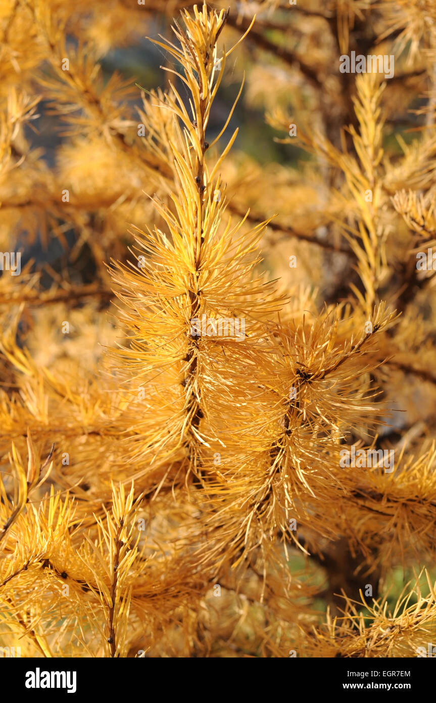 Sunshine larch hi-res stock photography and images - Alamy