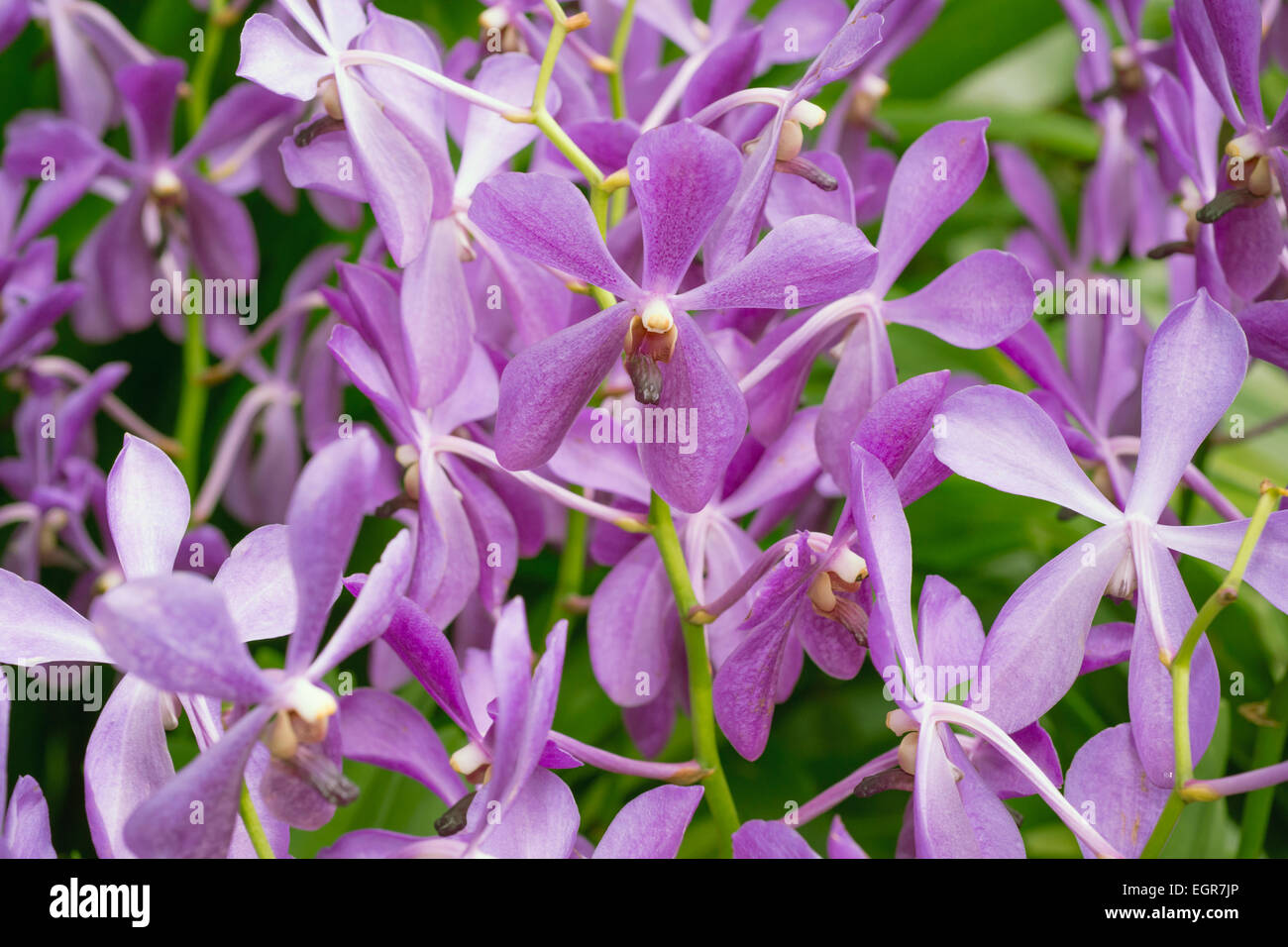 Singapore national flower hi-res stock photography and images - Alamy