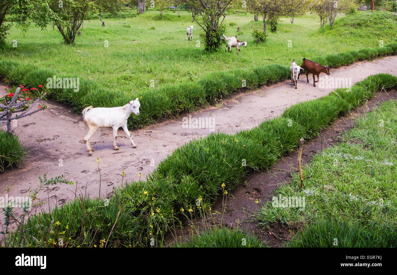 Goat farm, Kenya, Africa Stock Photo - Alamy
