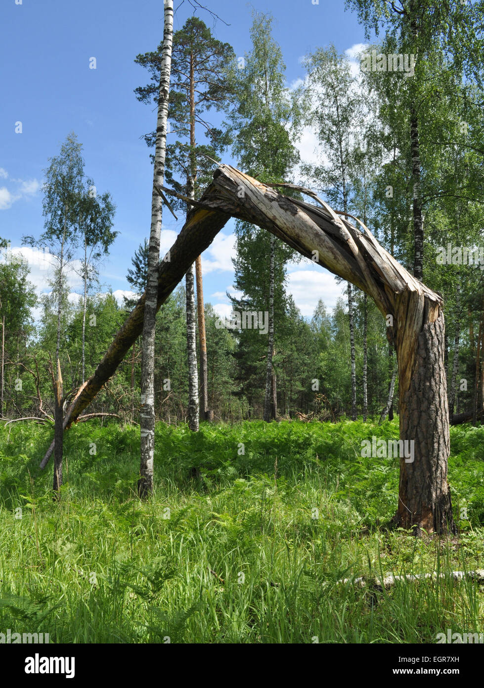Pine, broken by the wind in the forest Stock Photo - Alamy