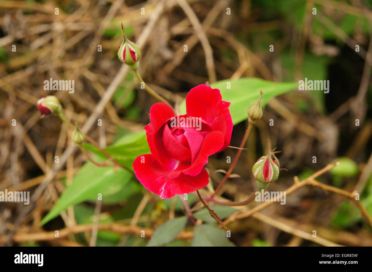 Opening rose bud hi-res stock photography and images - Alamy