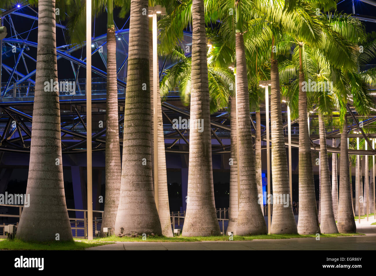 palm trees alley illuminated by night in Singapore city Stock Photo - Alamy