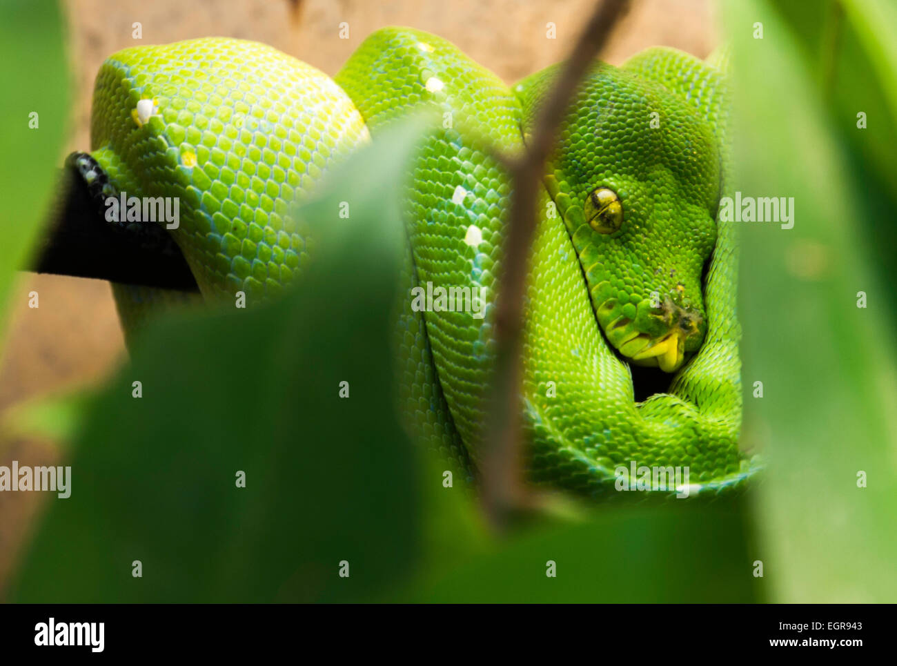 Boa snake hi-res stock photography and images - Alamy