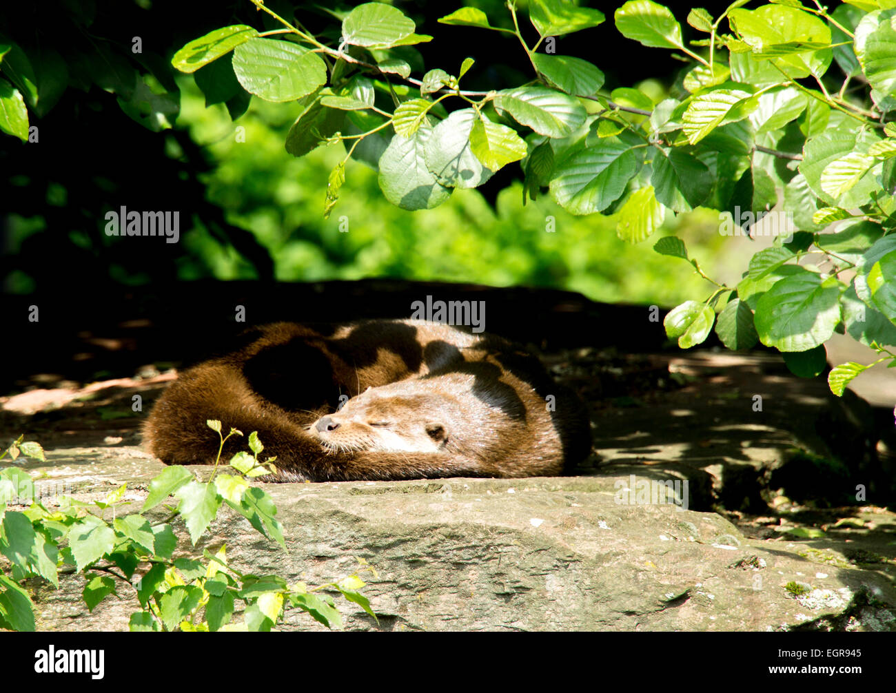 Otter animal hi-res stock photography and images - Alamy