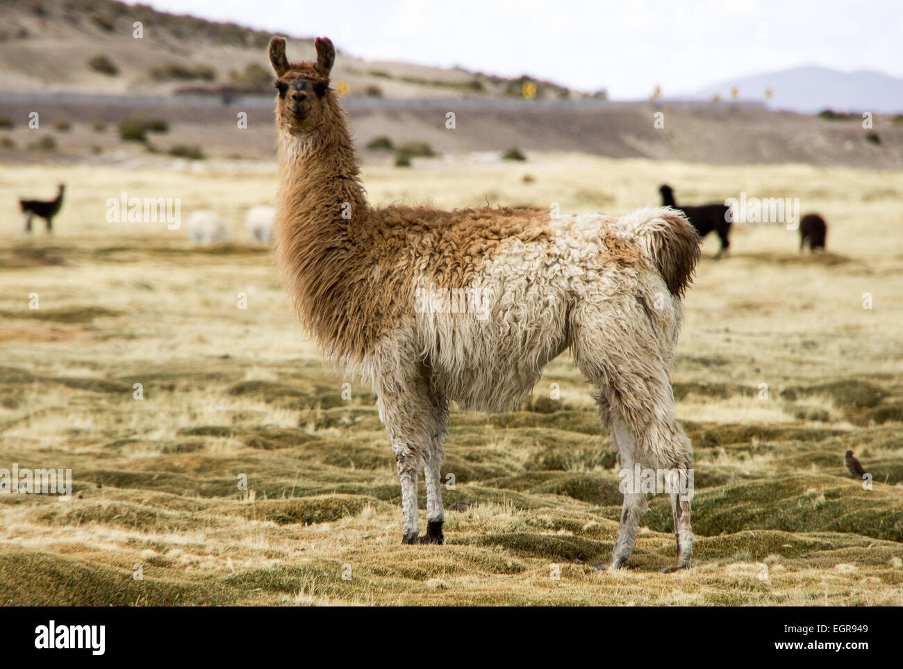Brown, yellow Llama Stock Photo - Alamy