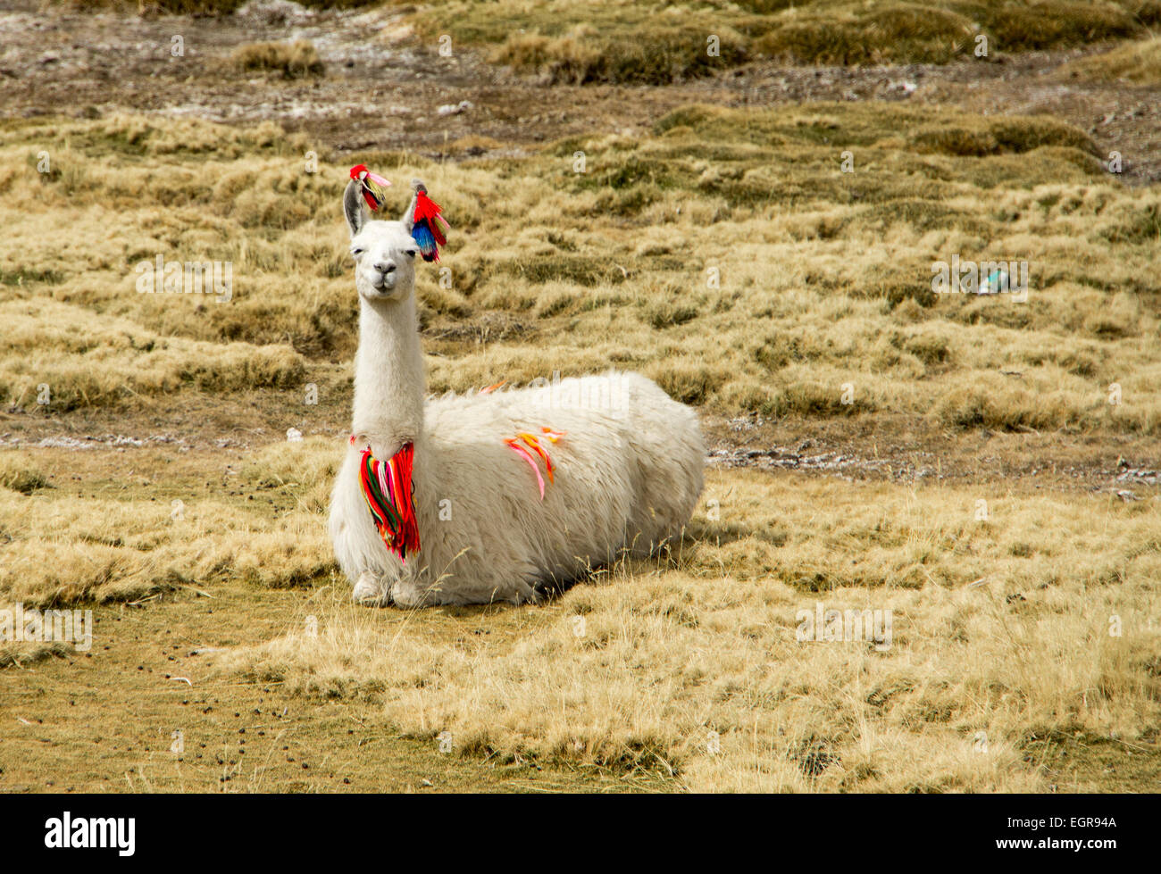 Llama chile hi-res stock photography and images - Alamy