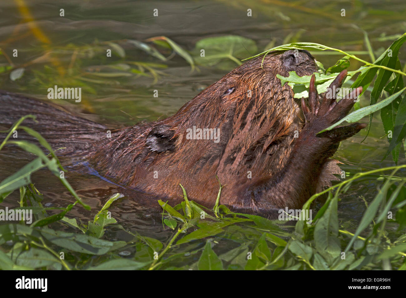 European beaver, Bavaria, Germany, Europe / Castor fiber Stock Photo ...