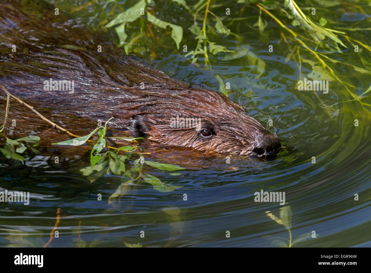 European Beaver Bavaria Germany Europe Stock Photos & European Beaver ...