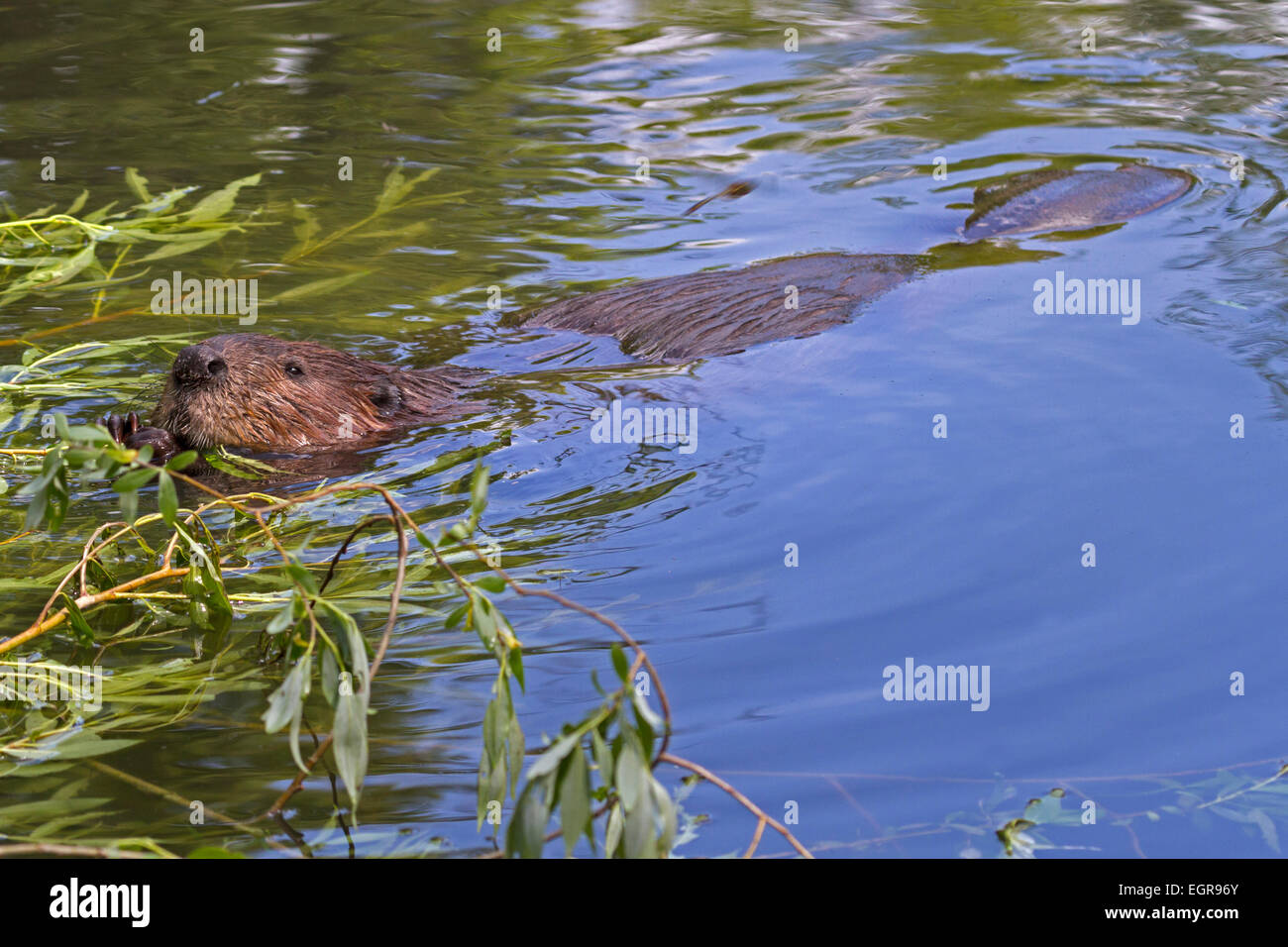 European beaver, Bavaria, Germany, Europe / Castor fiber Stock Photo ...