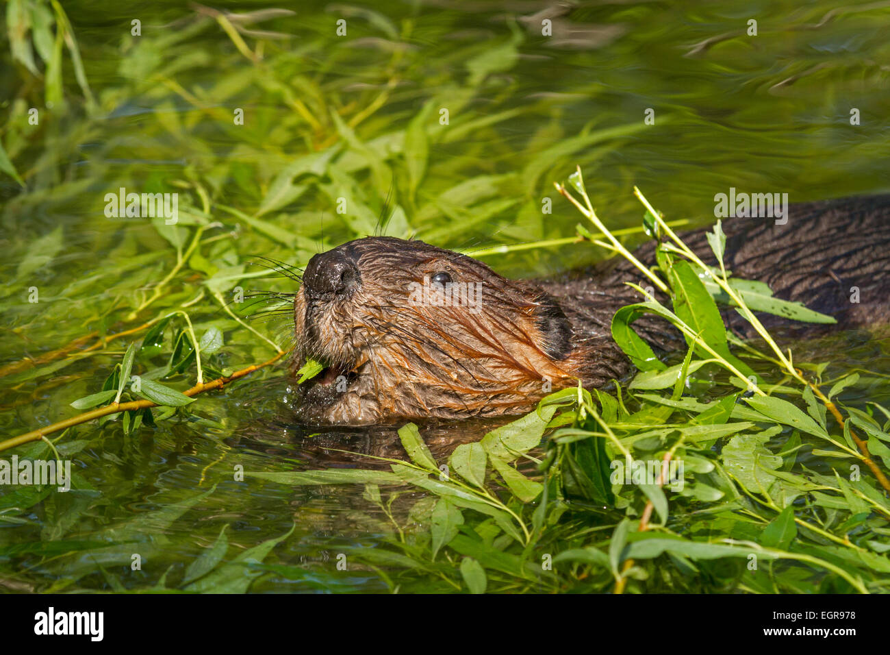 European beaver, Bavaria, Germany, Europe / Castor fiber Stock Photo ...