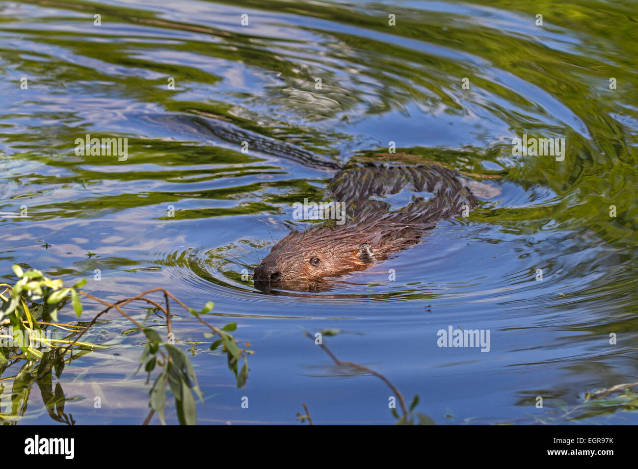 European beaver, Bavaria, Germany, Europe / Castor fiber Stock Photo ...