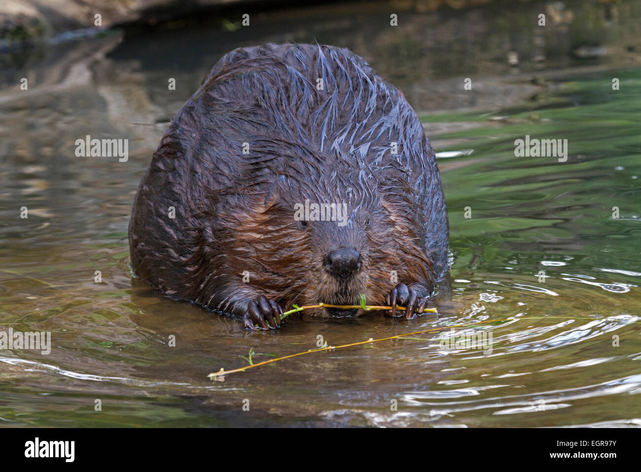 Floating beaver animal hi-res stock photography and images - Alamy