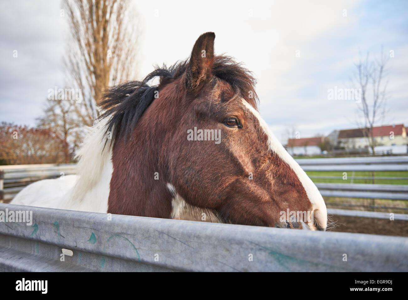 Tinker horse hi-res stock photography and images - Alamy