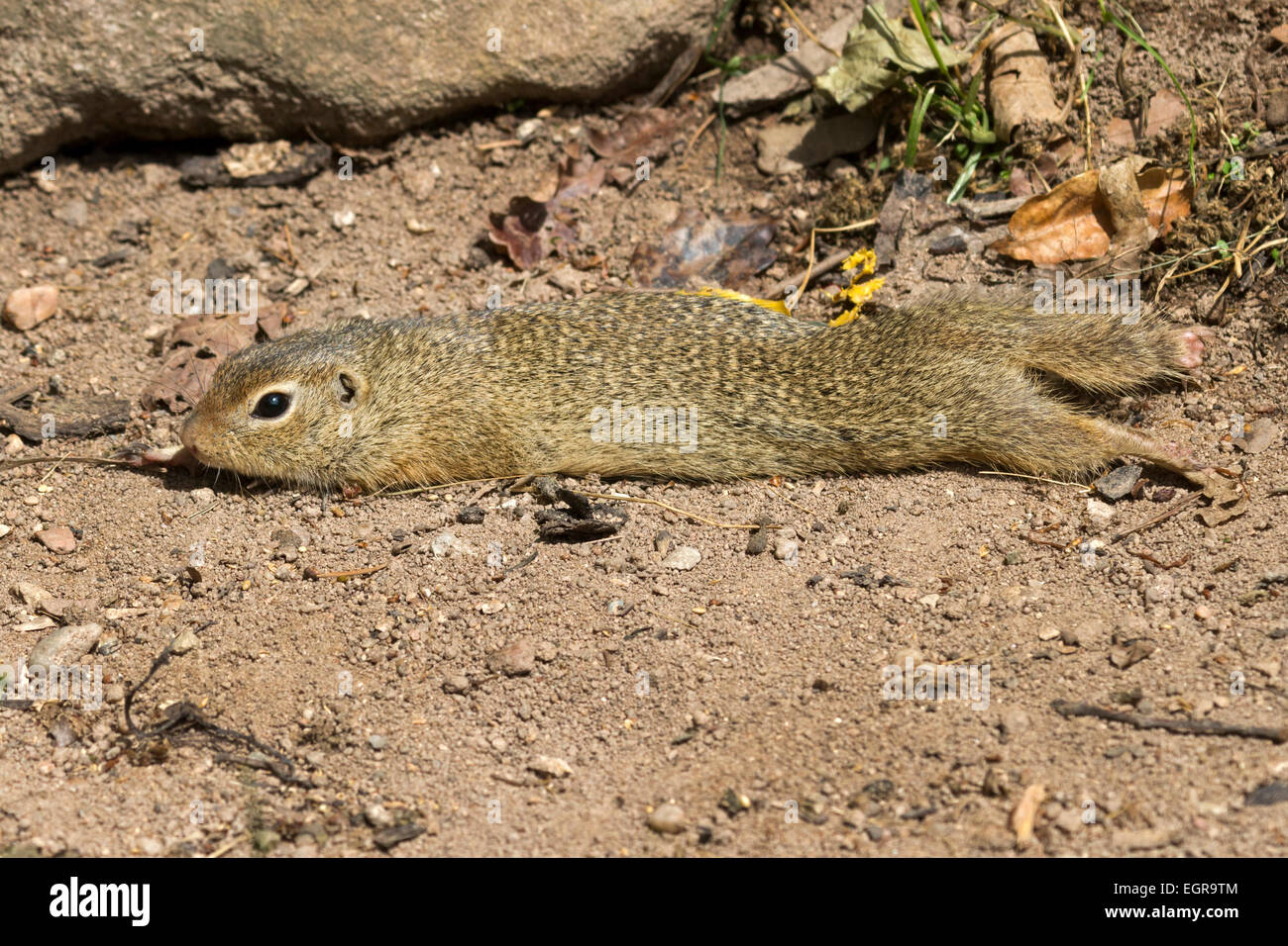European Ground Squirrel / Spermophilus citellus Stock Photo - Alamy