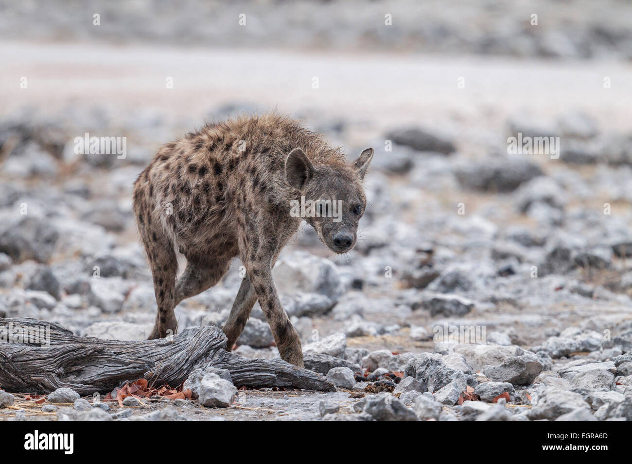 A spotted hyena in Etosha National Park, Namibia Stock Photo - Alamy