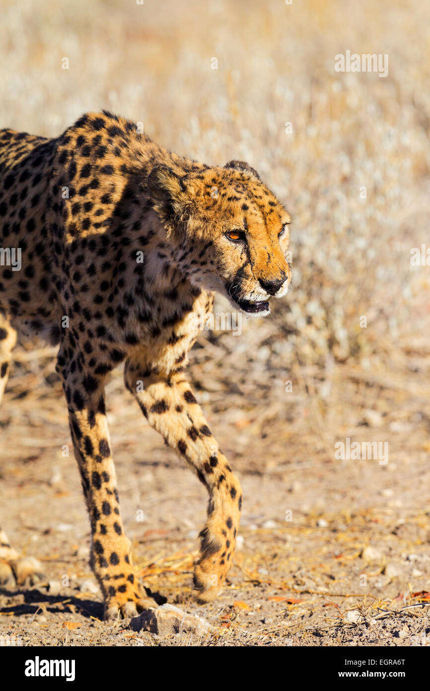 A portrait of a Cheetah, Namibia Stock Photo - Alamy