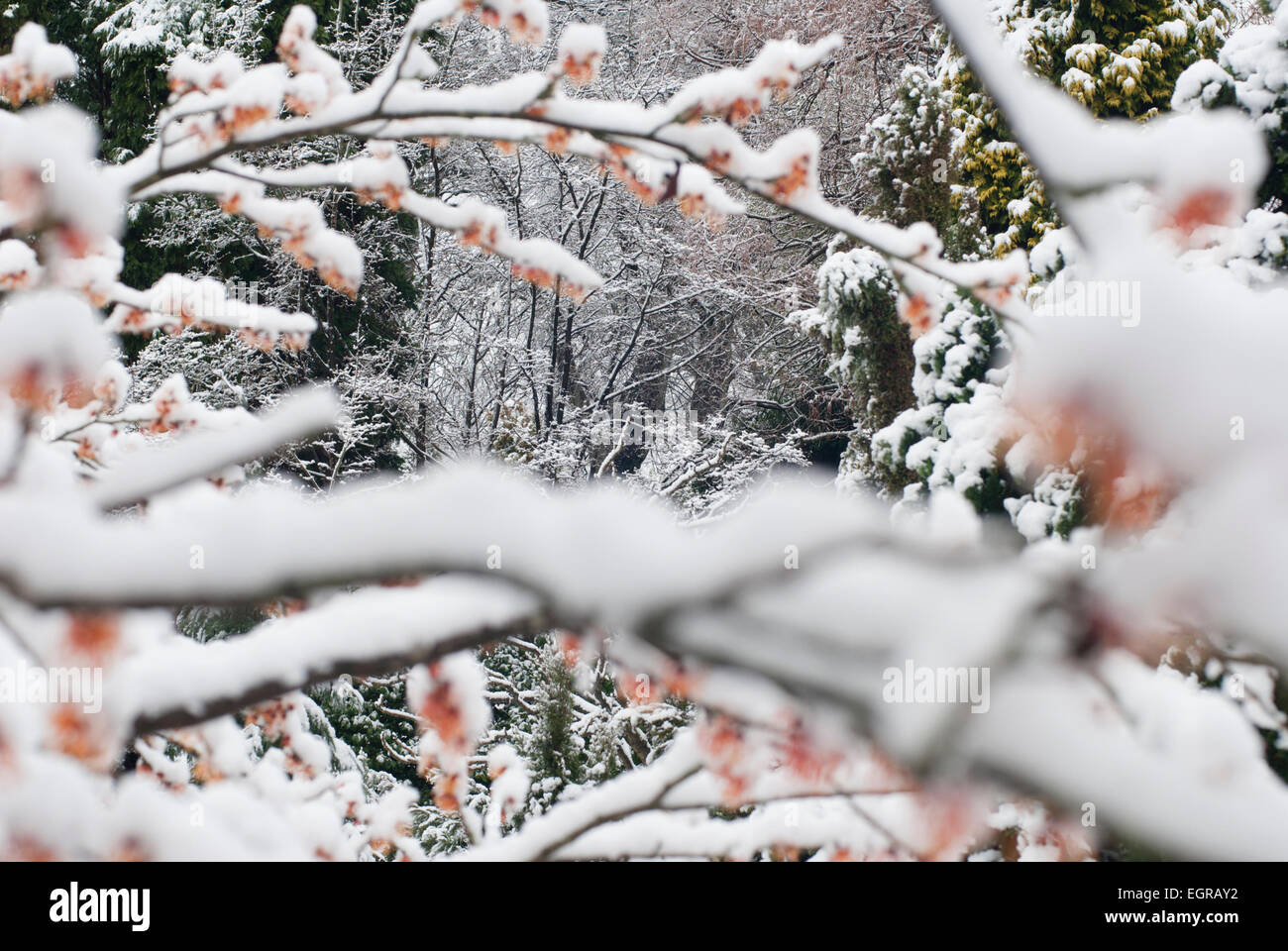 Winter scene with snow Stock Photo - Alamy