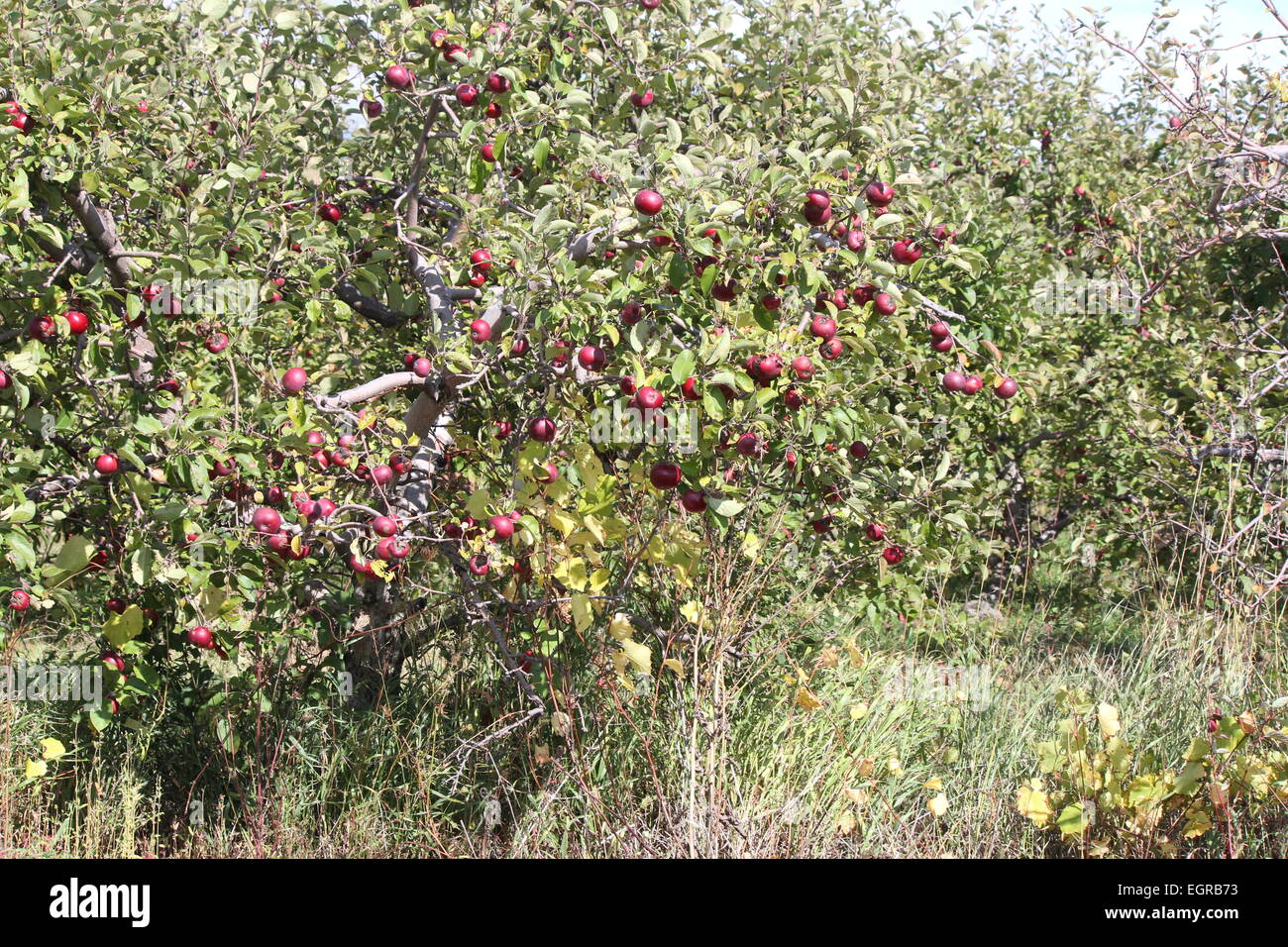 Apple trees laden with nearly ripe apples almost ready for picking ...