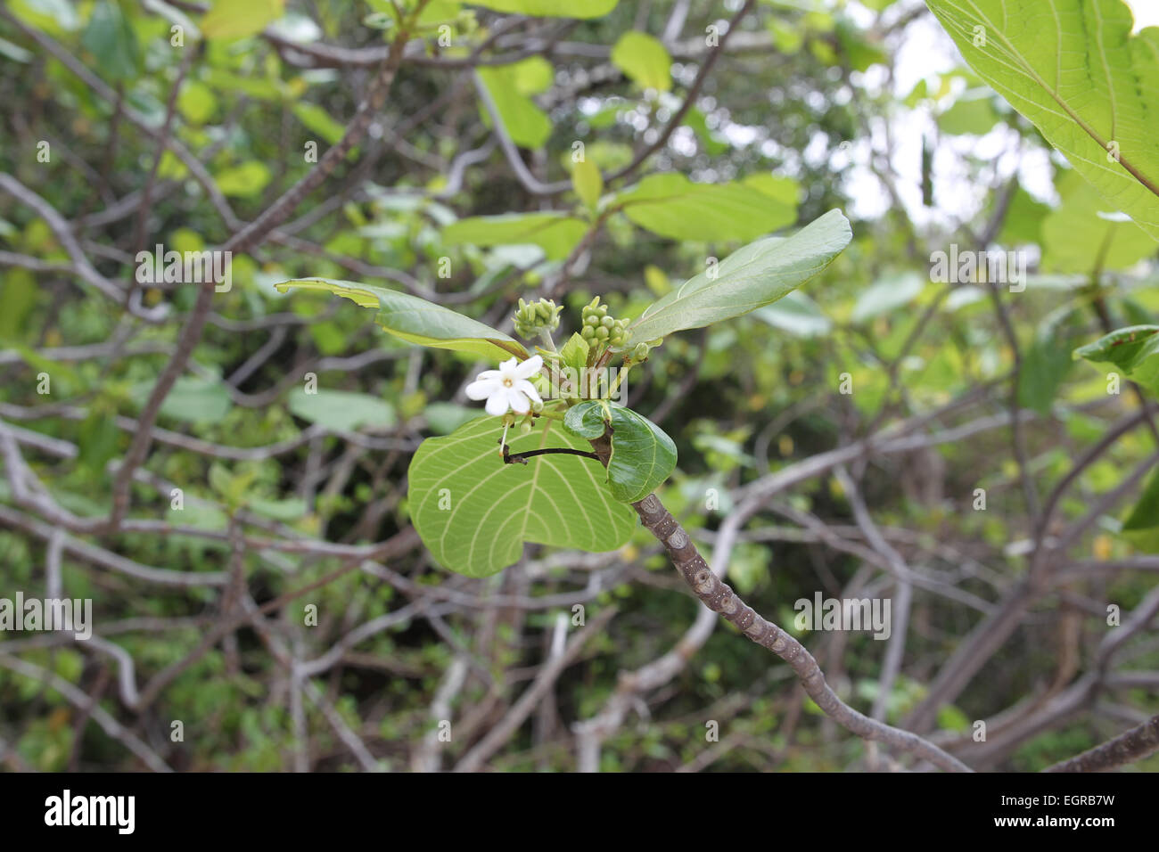 tropical plants and trees on the islands of the archipelago Koh Lipe ...