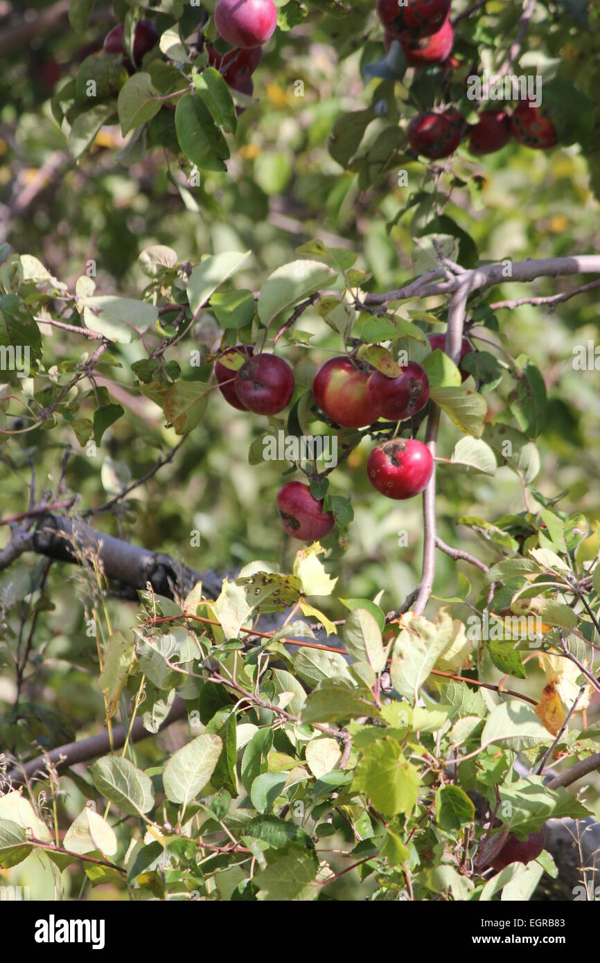 Ripe red apples on tree ready for harvesting Stock Photo - Alamy