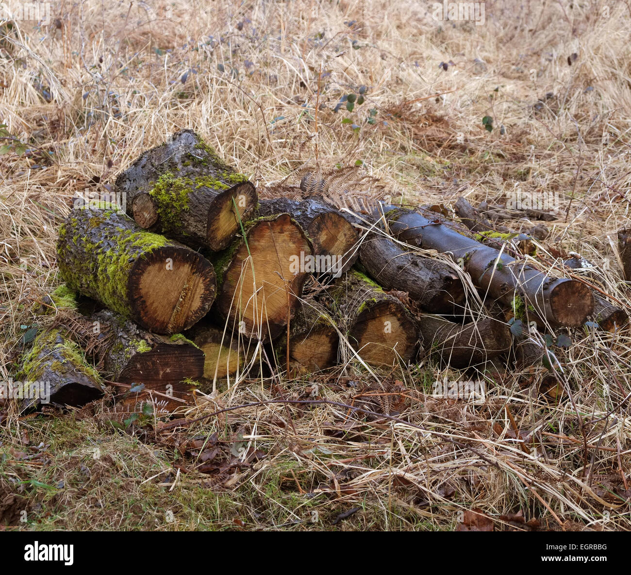 Wet timber hi-res stock photography and images - Alamy