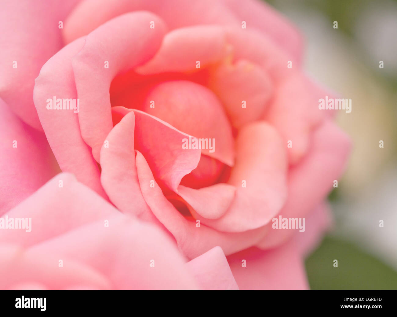 Abstract pink roses hi-res stock photography and images - Alamy