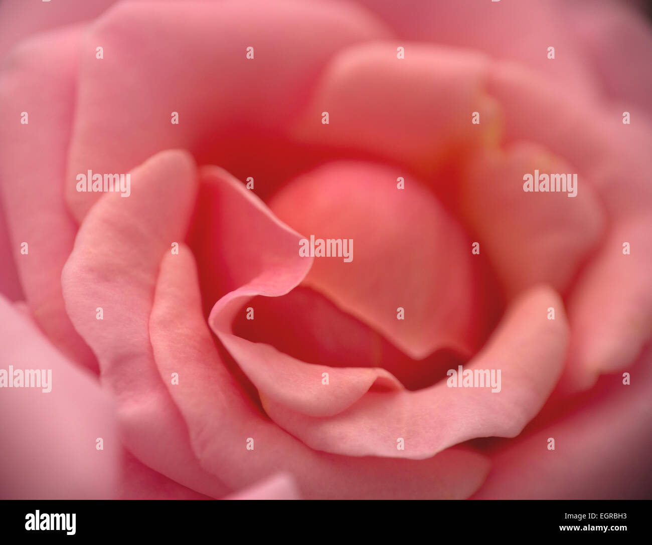 Abstract romantic pink roses hi-res stock photography and images - Alamy
