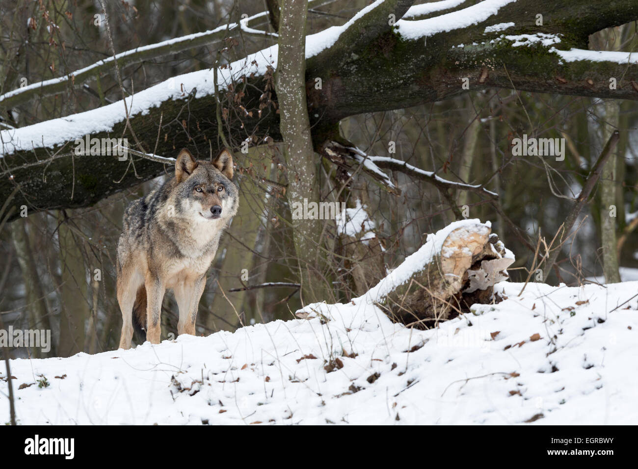 Lobo europa canis lupus hi-res stock photography and images - Alamy