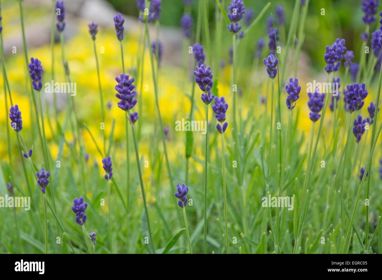 Lavender and yellow hi-res stock photography and images - Alamy