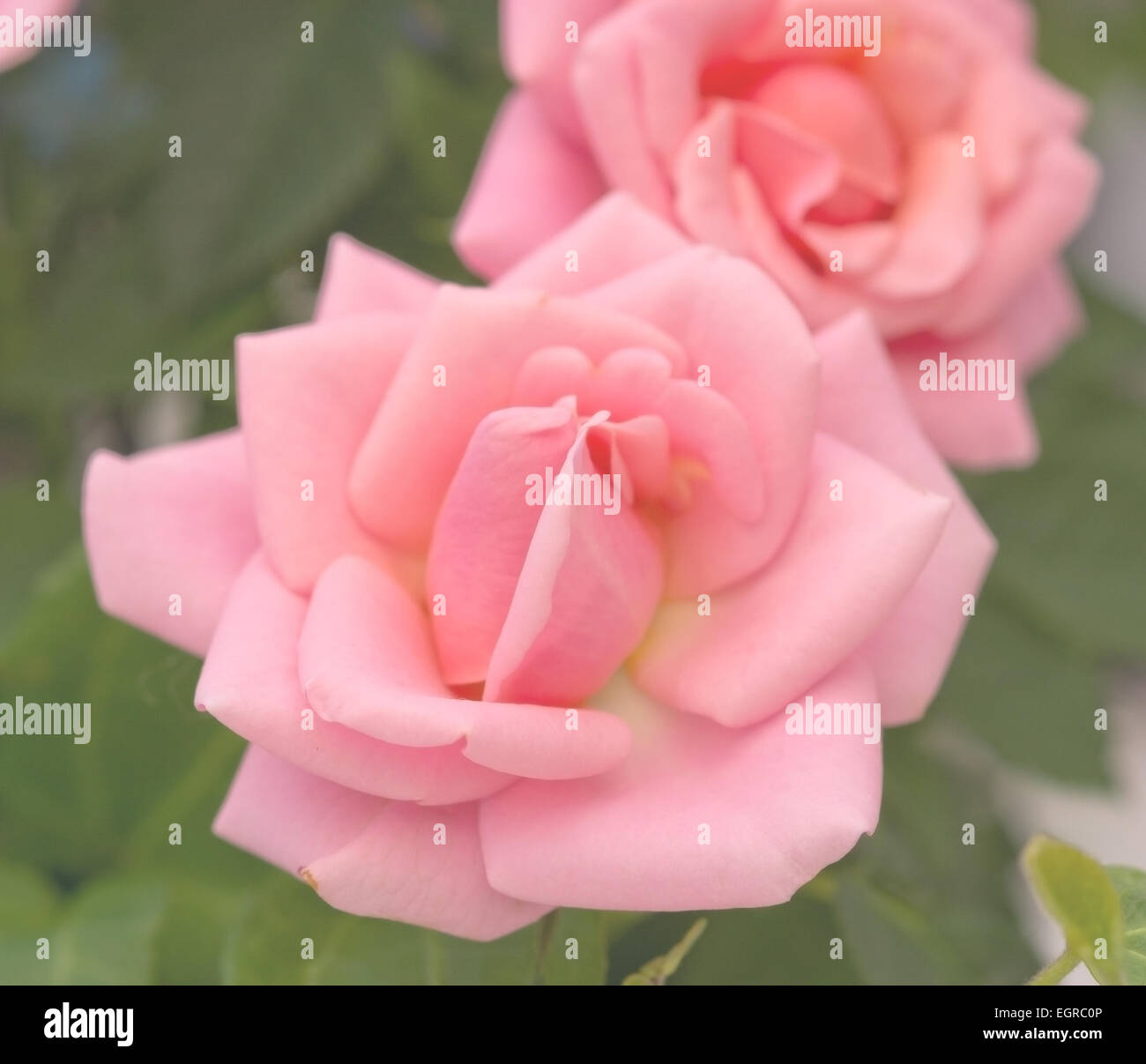Abstract pink rose flower hi-res stock photography and images - Alamy