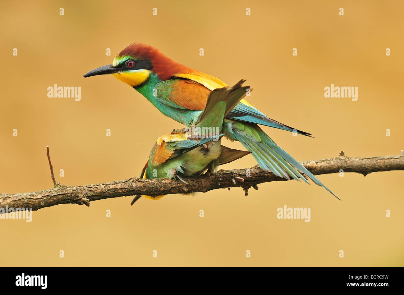 European bee eaters mating hi-res stock photography and images - Alamy
