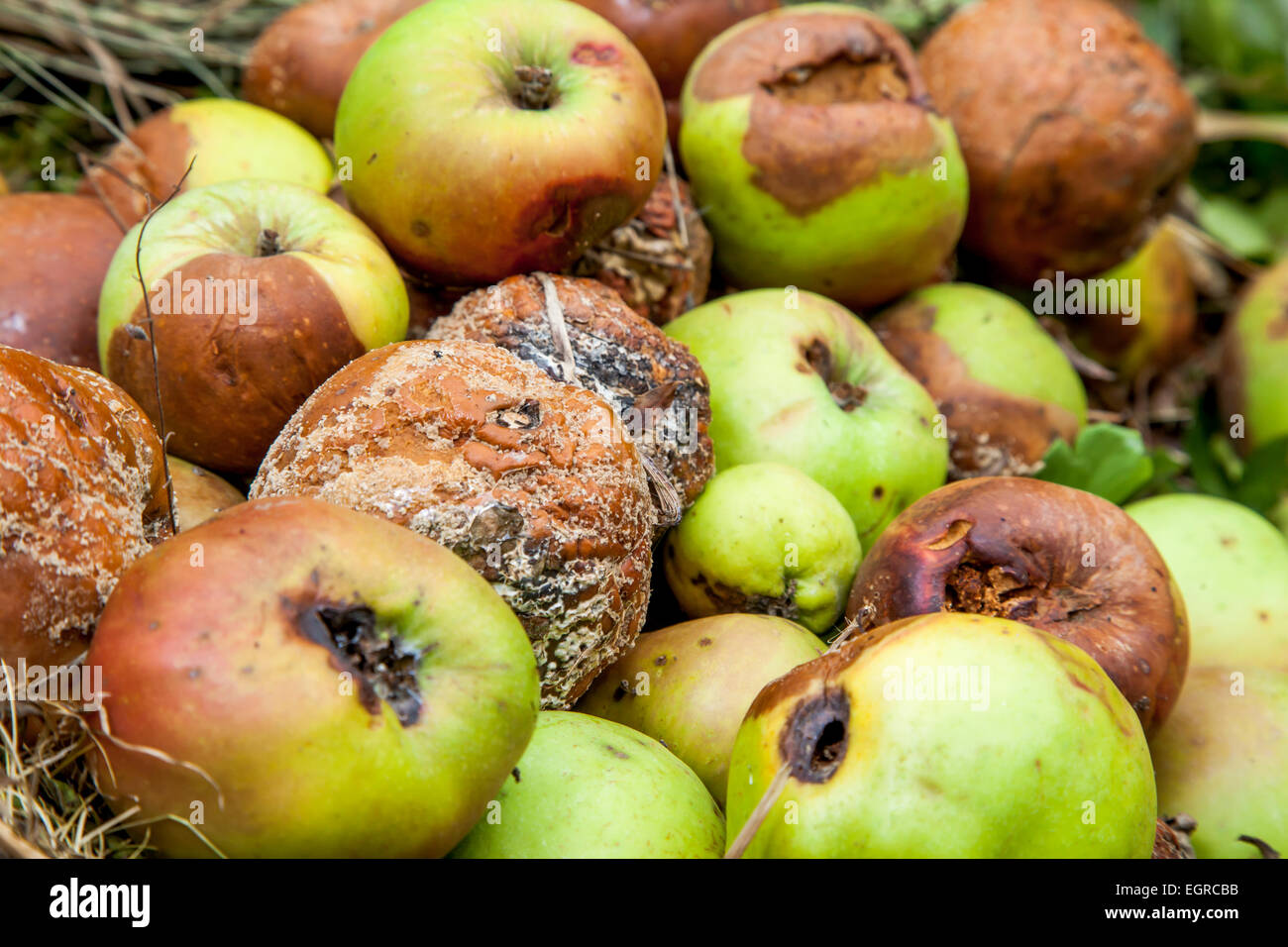 Rotten apples hi-res stock photography and images - Alamy