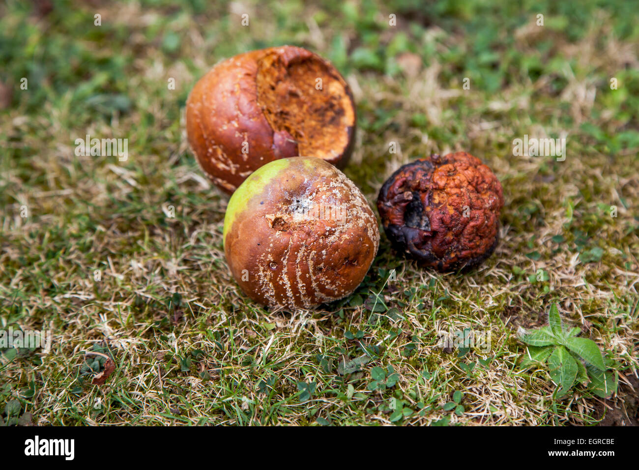 Rotten apples hi-res stock photography and images - Alamy