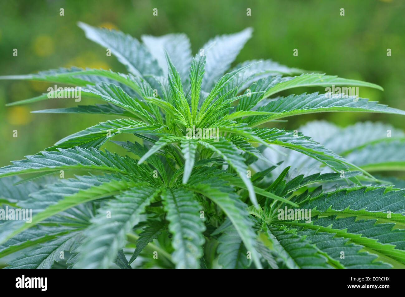 Medical herb cannabis leaf hi-res stock photography and images - Alamy