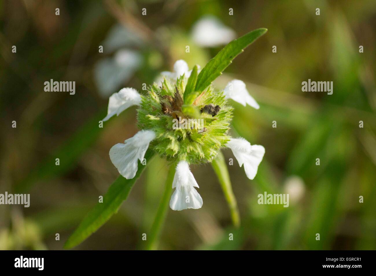 Thumba hi-res stock photography and images - Alamy