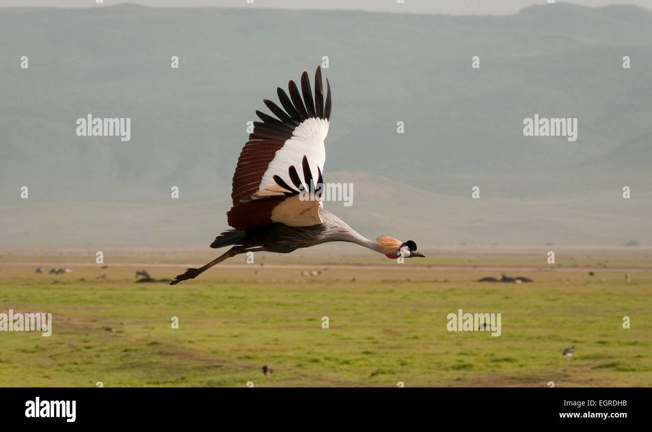 Crowned crane flying Stock Photo - Alamy