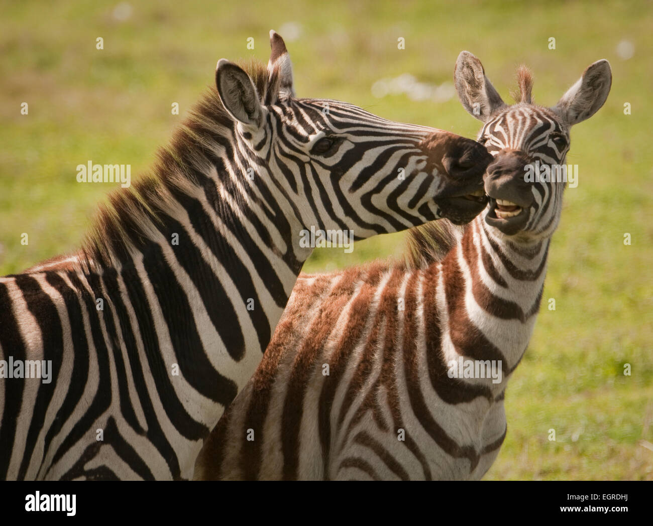 Adult and younger zebra hi-res stock photography and images - Alamy
