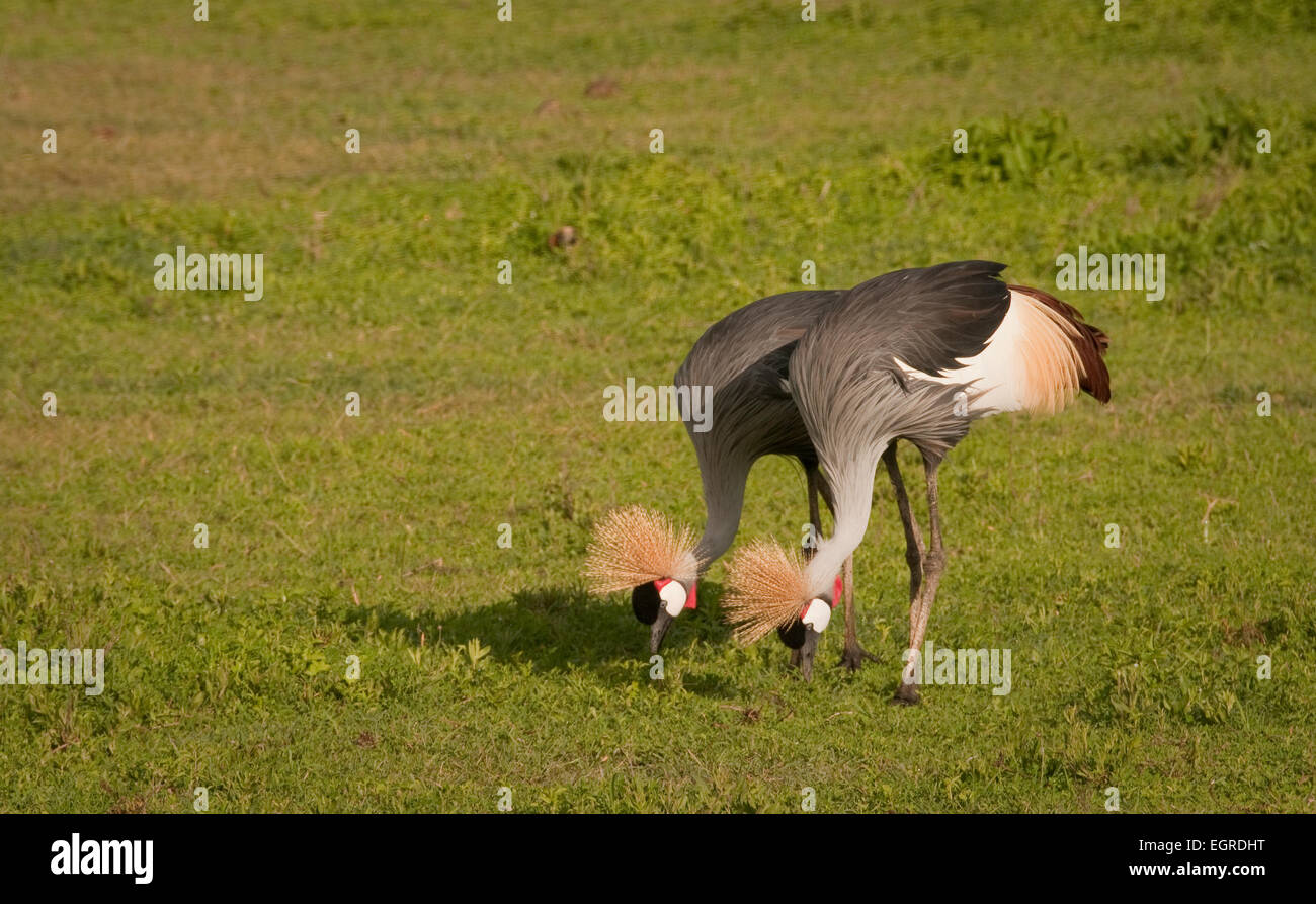 Pair of Crowned cranes eating Stock Photo - Alamy